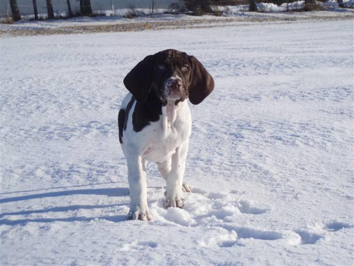 Gammel dansk hønsehund Wupti - 2009 - Wupti hedder i virkeligheden:...