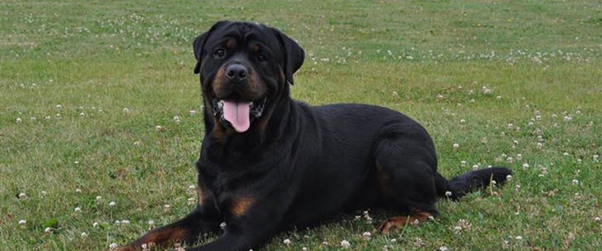 Rottweiler Von Barnewitz Blues - 2008 - Han er en super dejlig hund m...