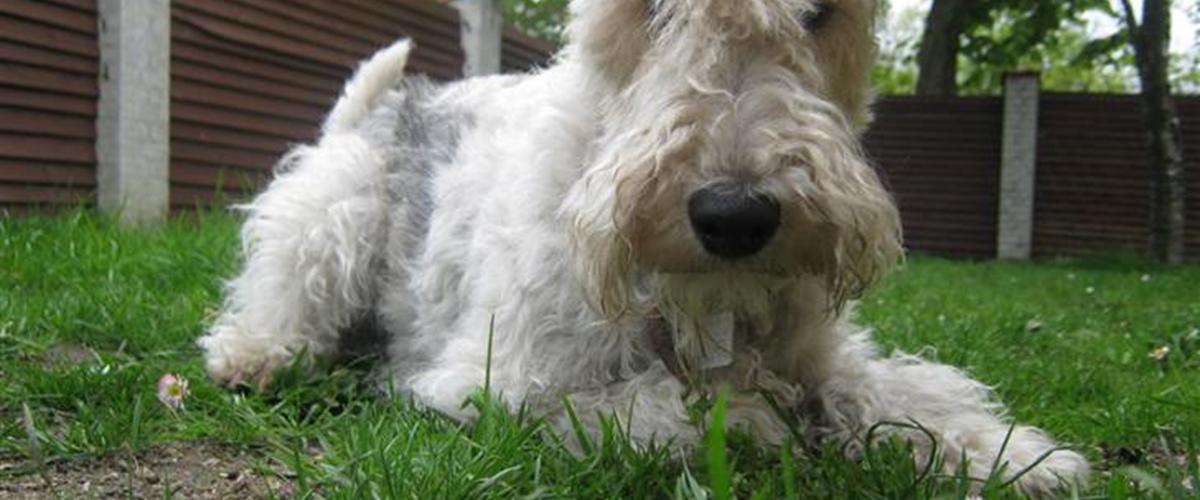 Ruhåret foxterrier Rasmus - 2007 - Han er en sød lille vovse, so...