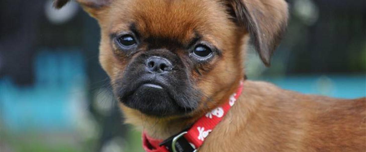 Griffon petit brabancon Fie - 2010 - Griffon'er er puttedyr, så er...