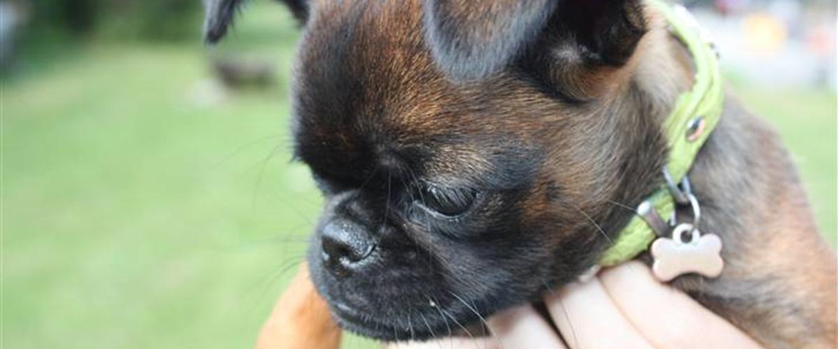 Griffon petit brabancon Tulle - 2010 - hun er en lille fræk tøs, alt...