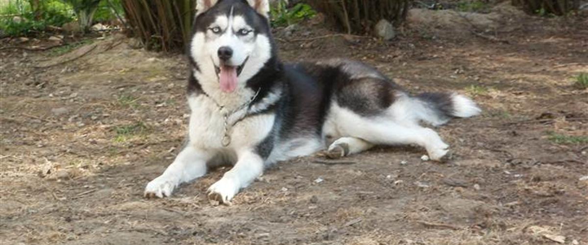 Siberian husky Demon - 2010 - Demon er en rigtig flot Hanhu...