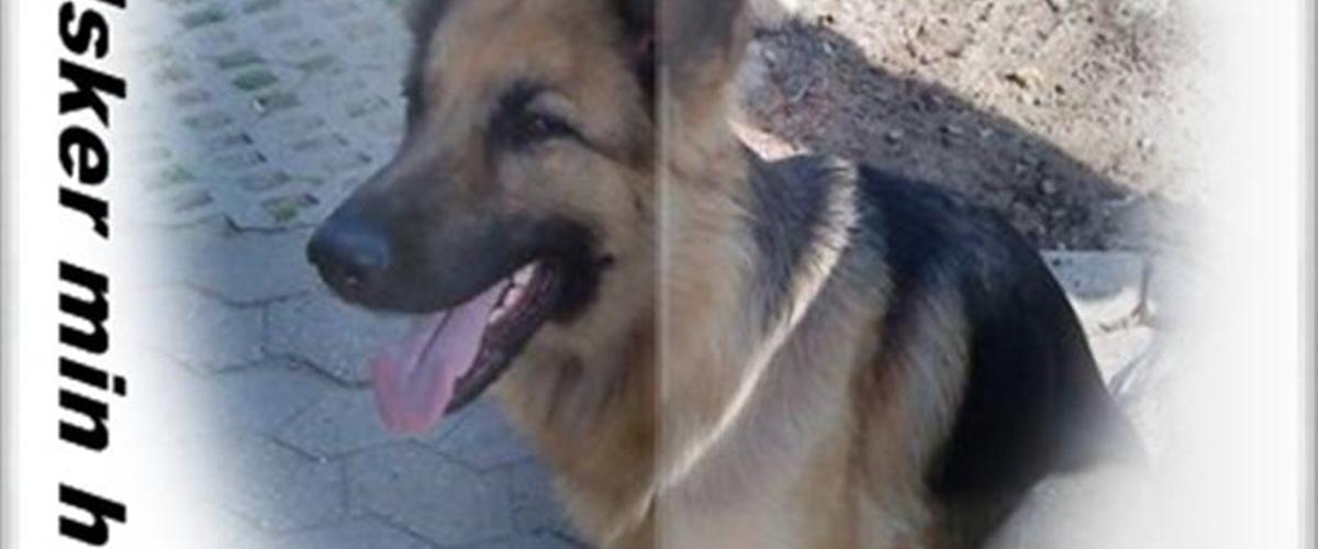 Schæferhund heilly - 2008 - hun er en dejlig hund og hun ...