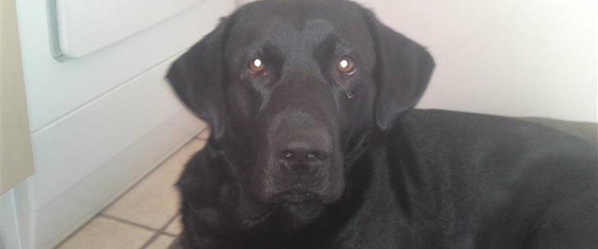 Labrador retriever Simba - 2006 - Simba er en super dejlig hund...