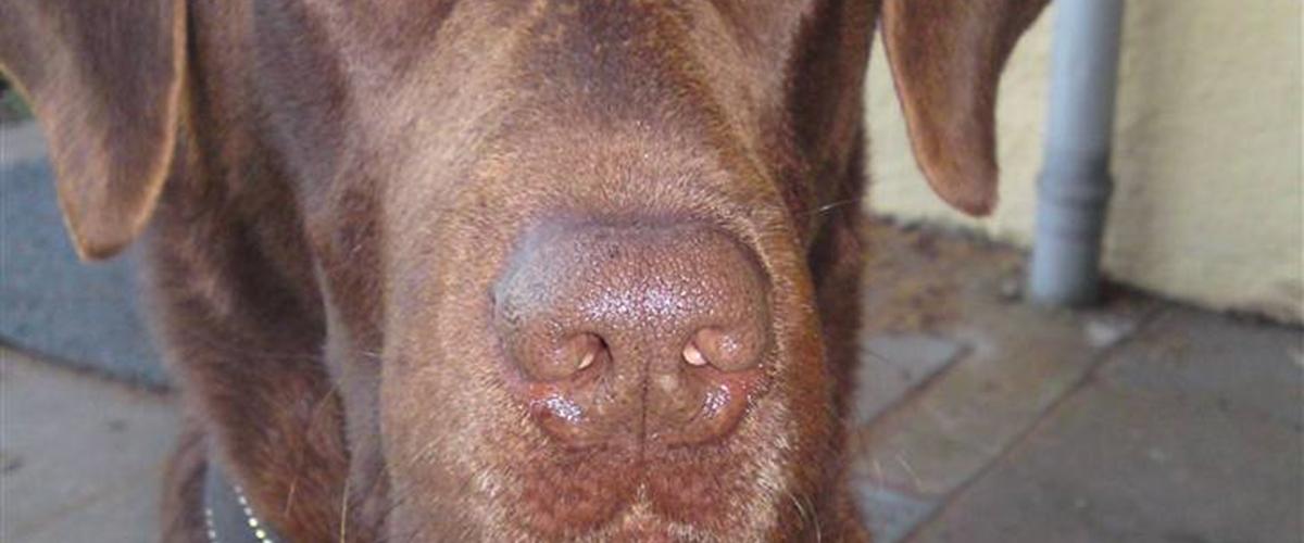 Labrador retriever Twix - 2005 - Pæn stor lab. han hund, med d...