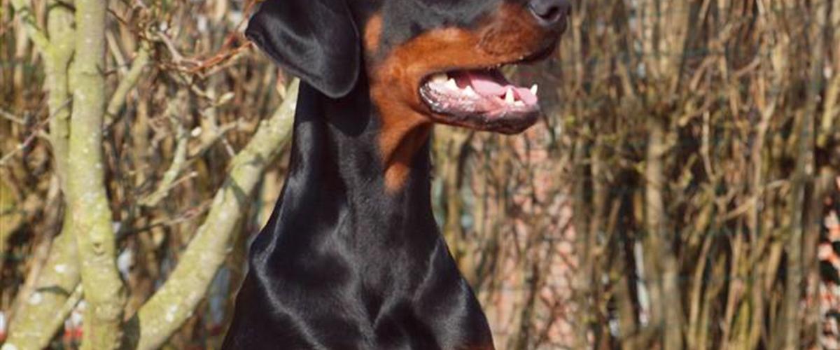 Dobermann Attractive Ace Kool - 2010 - Dejlig hvalp med gang i, hun ...