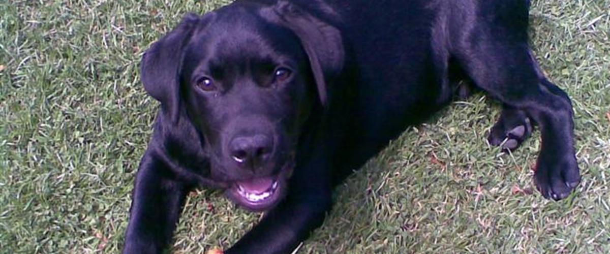 Labrador retriever MAX - 2010 - Døm selv :-)