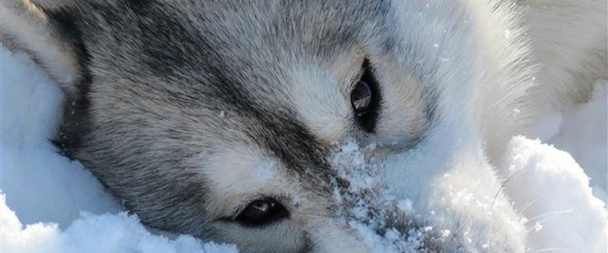 Siberian husky Alaska - 2009 - Lækker unghund af vores egen ...