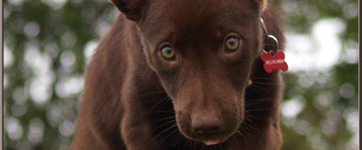 Australsk kelpie Skovfarmen's brown Hidden Agenda (Cooma) - 2010 - Alle ...