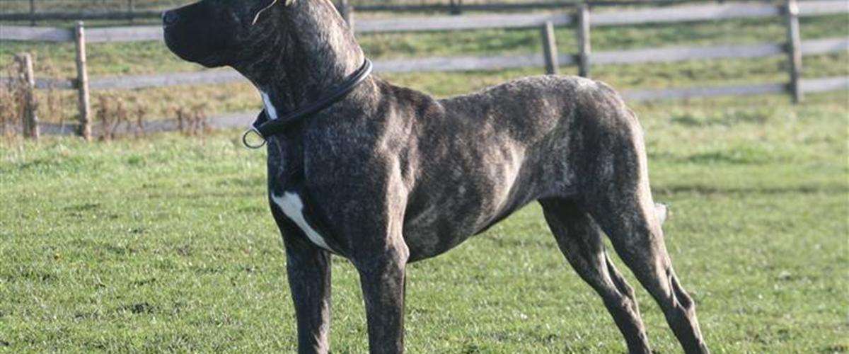 Cane corso Bailey - 2010 - Er en dejlig lille charmetrol...