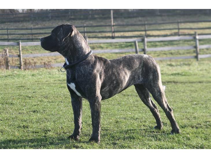 Cane corso Bailey - 2010 - Er en dejlig lille charmetrol...