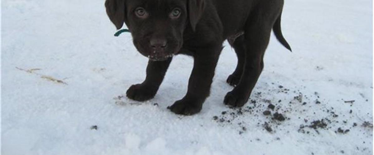 Labrador retriever Tyson - 2010 - Tyson er en "lille" fræk hund...