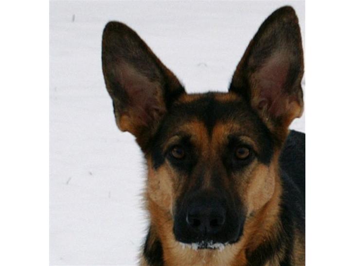 Schæferhund Shesta - 2009 - elsker sine små bamser. Leger...