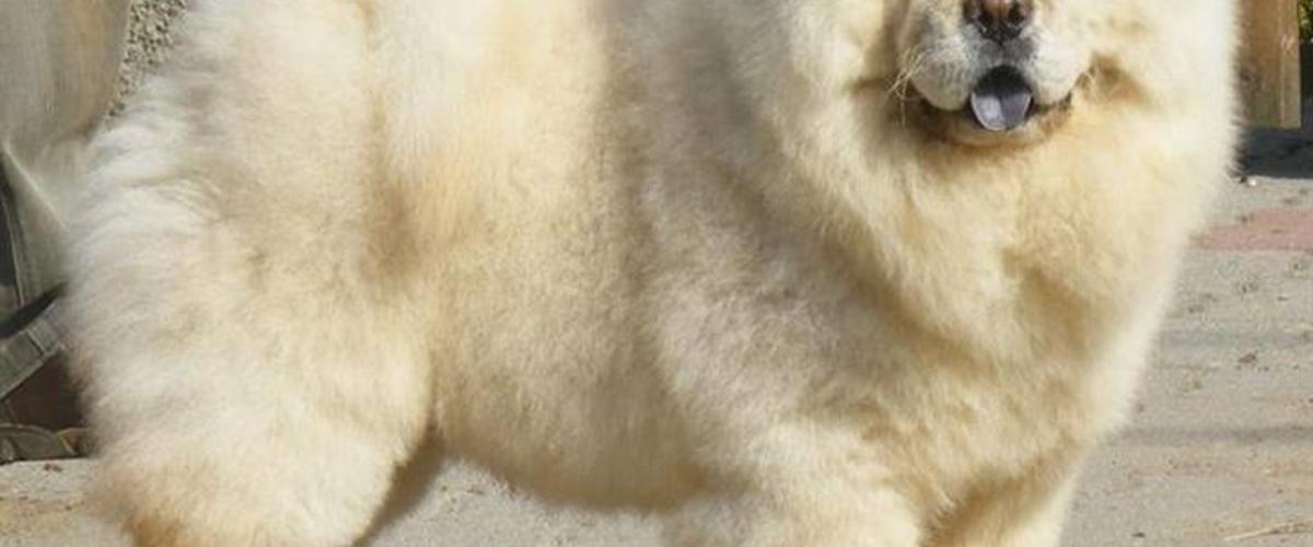 Chow chow Rossy Robinson - 2009 - Utrolig smuk cream han, farve...