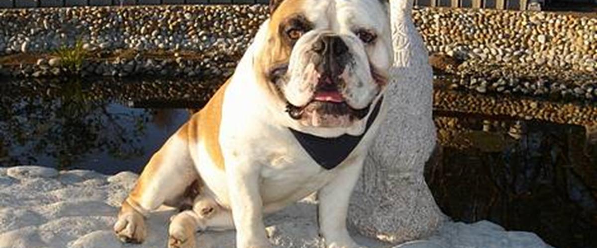 Engelsk bulldog Diesel - 2004 - Hvid med rød/brune aftegninge...