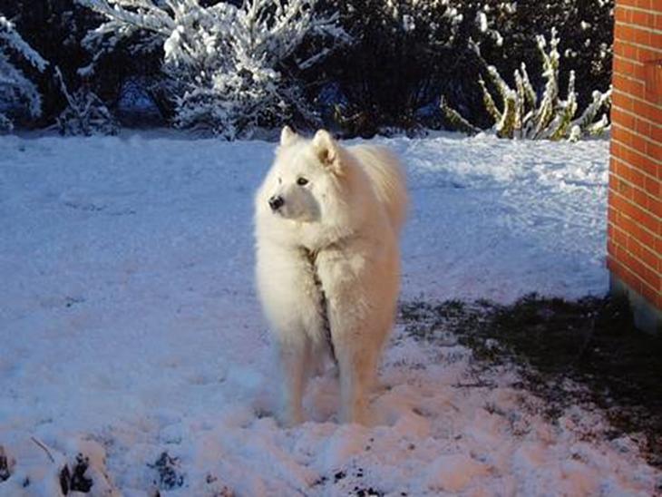 Samojedhund Balto - 2000 - stor, hvid og evigt glad...me...