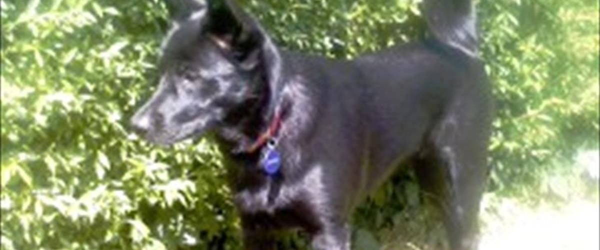 Sort spids Lykkens Debbie - 2008 - Debbie er en skøn familiehund...