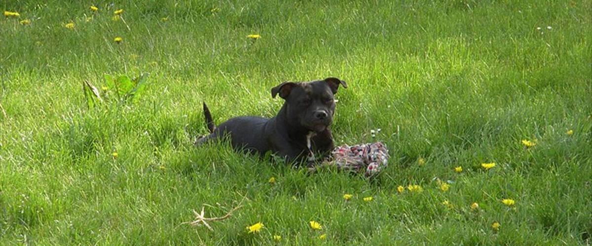 Staffordshire bull terrier Sif - 2007 - sort med hvid stribe ned af h...
