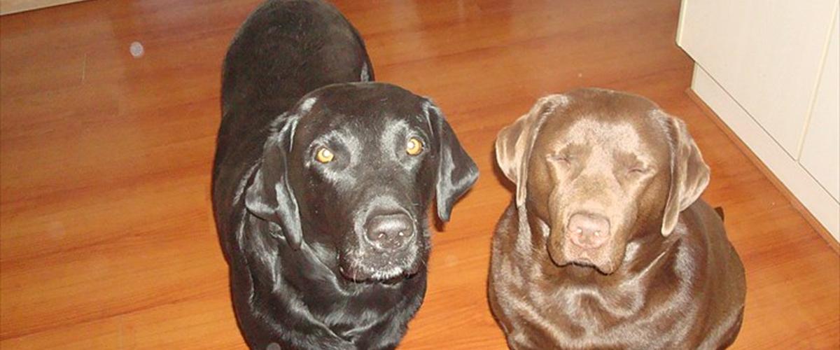 Labrador retriever Møffe - 2004 - Sort Labrador, mors hund, ind...