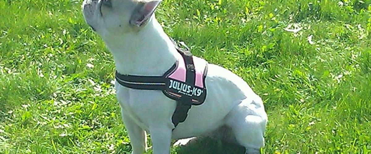 Fransk bulldog mahjong´s Dina - 2009 - Dina er en fantasisk tæve fra...