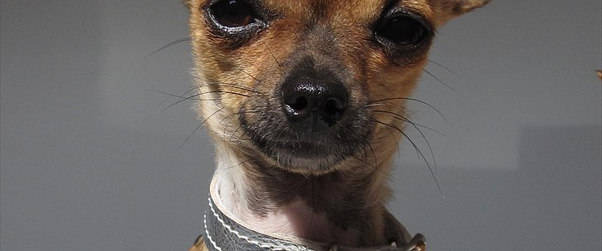 Chihuahua *~ Shika ~* - 2008 - Hun er en værre skør lille hu...