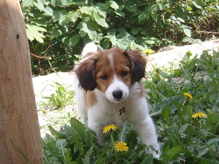 Kooikerhondje El macho - 2011 - Verdens sødeste hund, han kan...