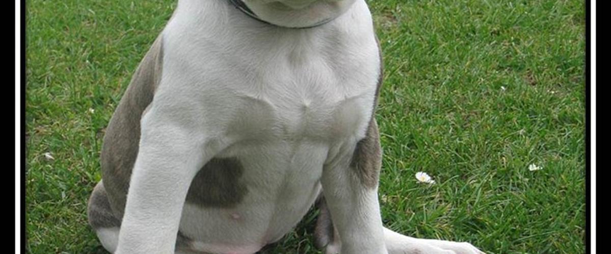 Olde english bulldogge Bullforce Little Bluebell - 2011 - Bluebell ...