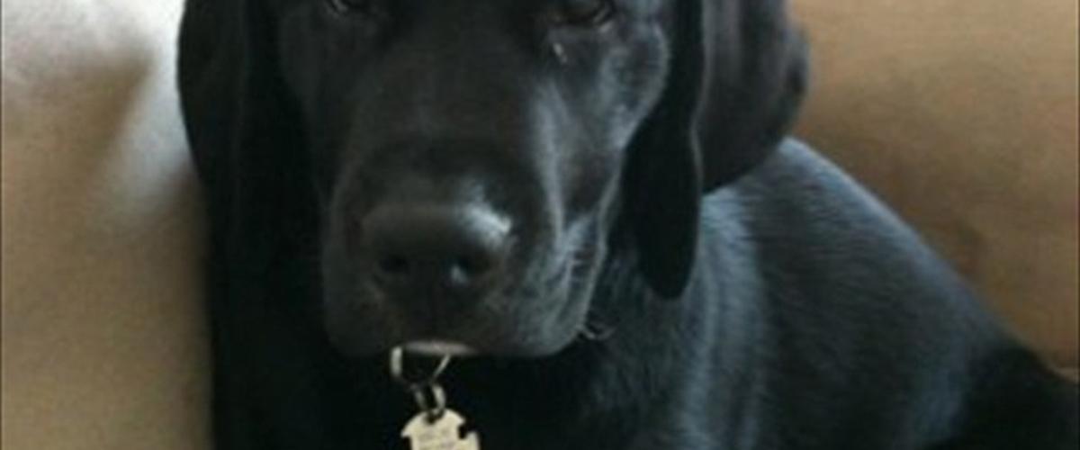 Labrador retriever Anton - 2010 - anton har hvid aftegninger på...