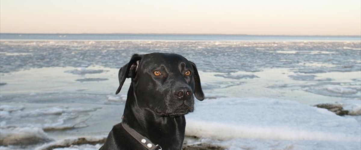 Labrador retriever Buster - 2009 - Sød familie-hund der passer p...