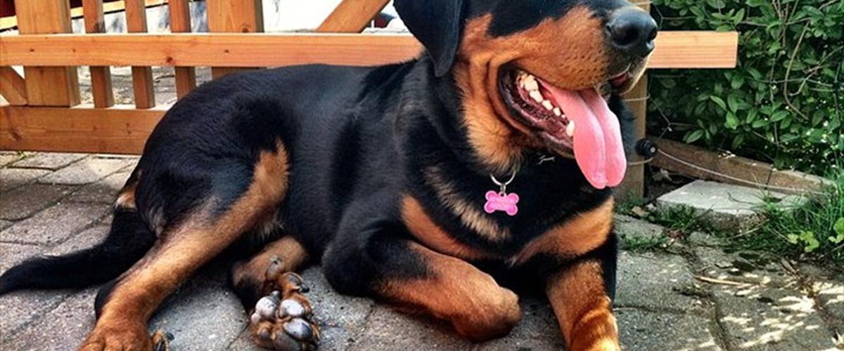 Blanding af racer Marco Broweiler - 2010 - En utrolig stor og dejlig bam...