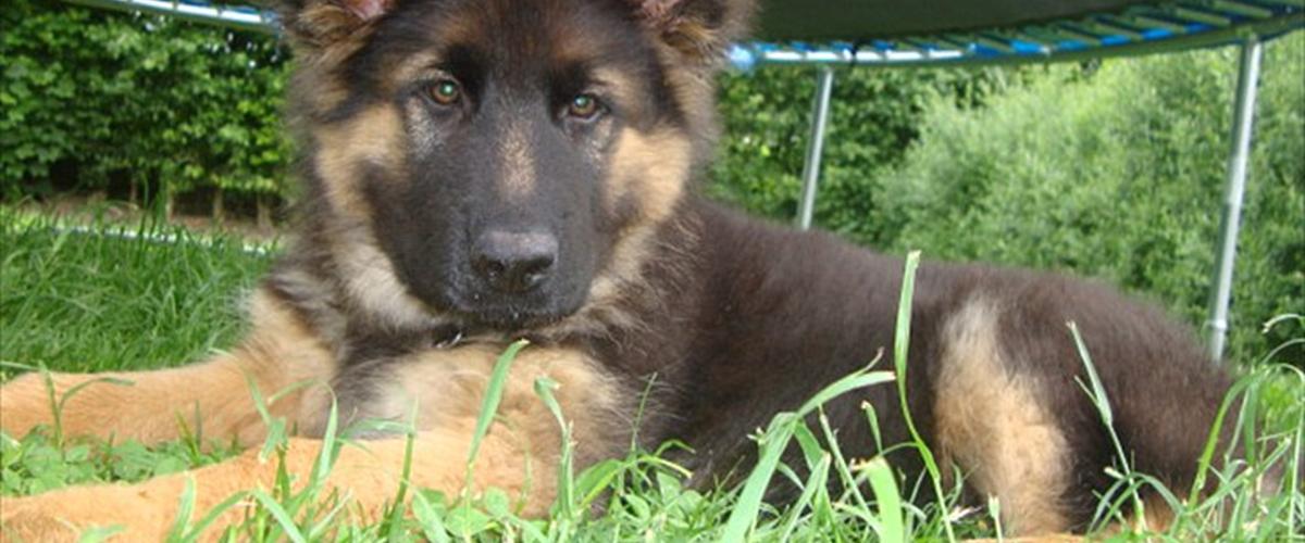 Schæferhund Rex - 2011 - Rex er en lille aktiv hund, t...