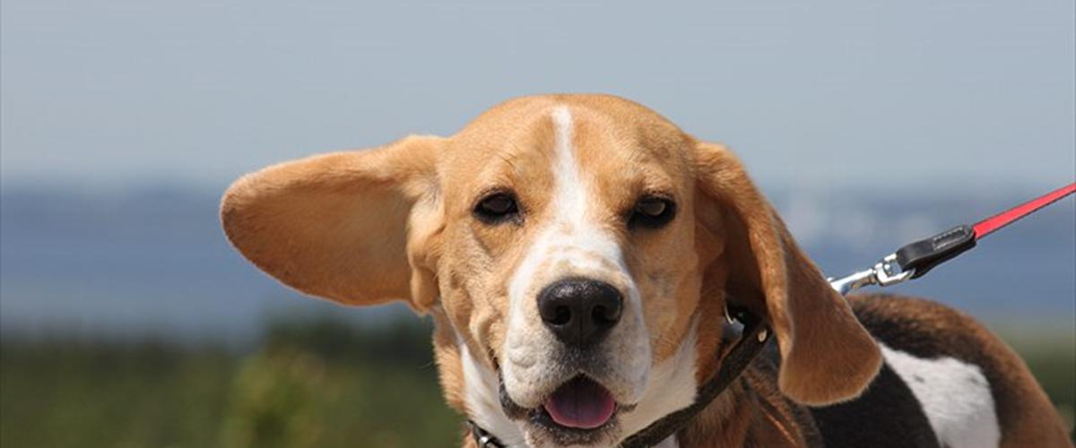 Beagle Kia - 2007 - kia er sort, hvis og brun. he...