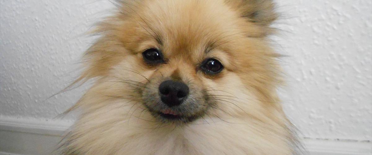 Pomeranian Fennie - 2009 - Fennie kommer fra den hyggeli...