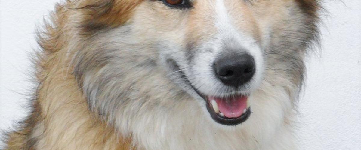 Islandsk fårehund Linus - 2006 - Linus er en meget glad hund.