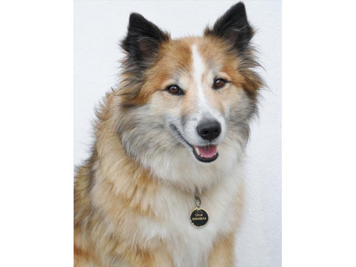 Islandsk fårehund Linus - 2006 - Linus er en meget glad hund.