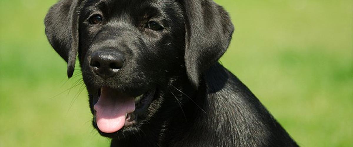 Labrador retriever Labrander Liva (Maggie) - 2011 - Sort tæve af den ...