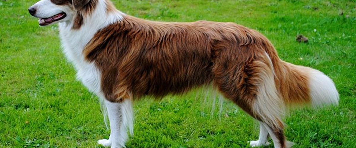 Australian shepherd Indis of Tailwind - 2007 - En skøn lille chokolade ...