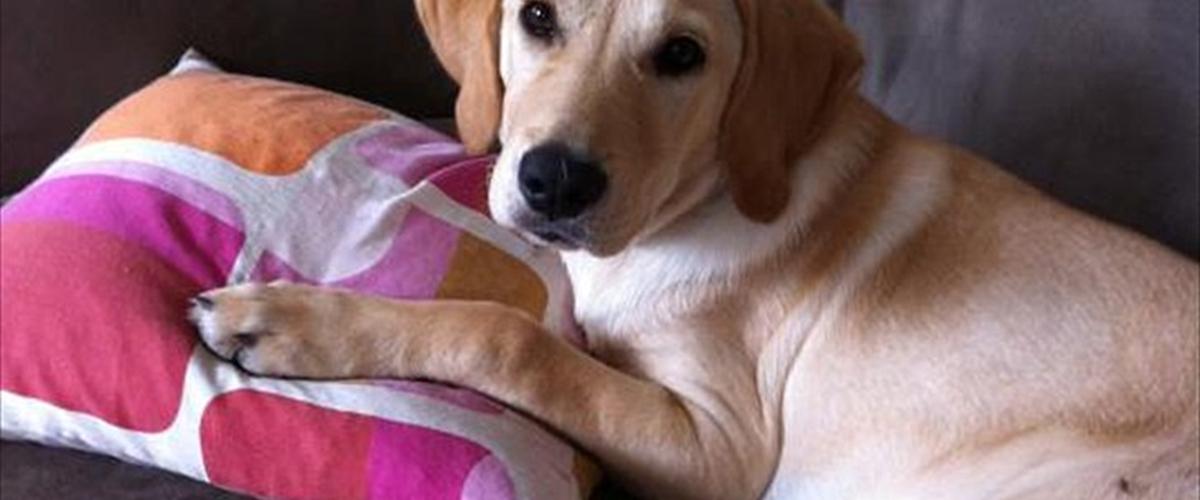 Labrador retriever Zuma - 2011 - En super dejlig hund, som tra...