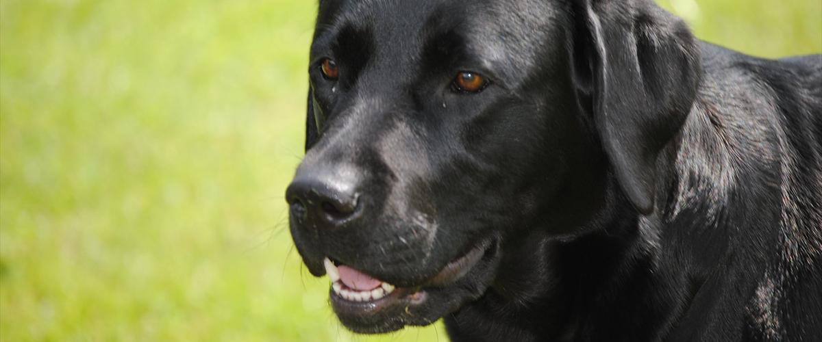 Blanding af racer / Labrador Molly - 2009 - Molly er en fin sort ...