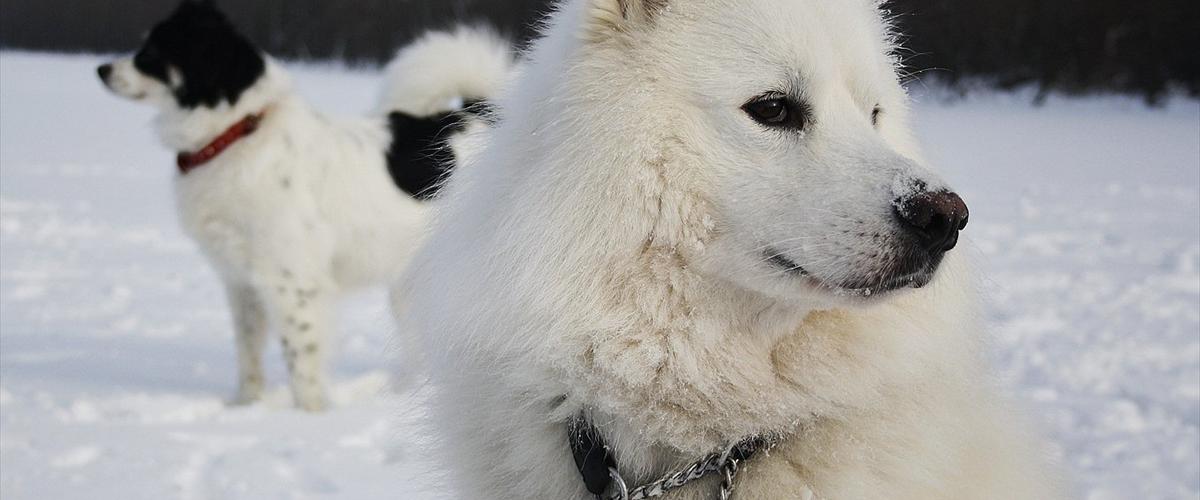 Samojedhund Chiko - 2007 - Chiko er en ganske flink hund...