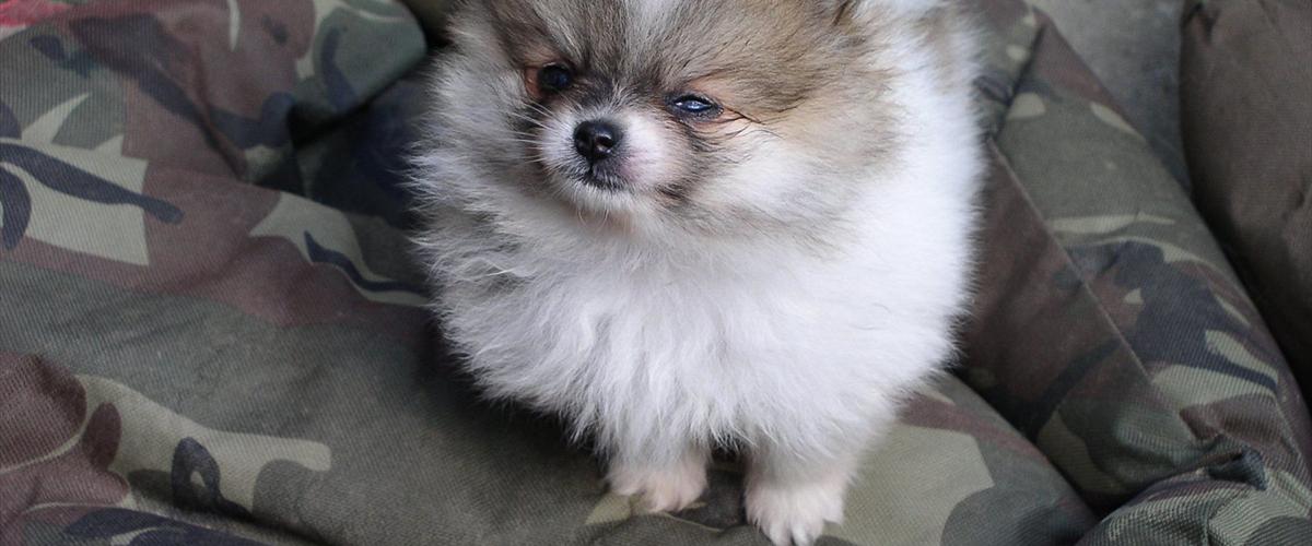 Pomeranian poms parti - 2010 - Den er næsten fuldkommen. De...