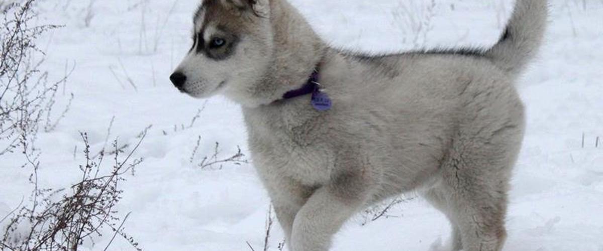 Siberian husky Free Soul of Legend of the Spirit "Nuggi" - 2011 - Nuggi ...