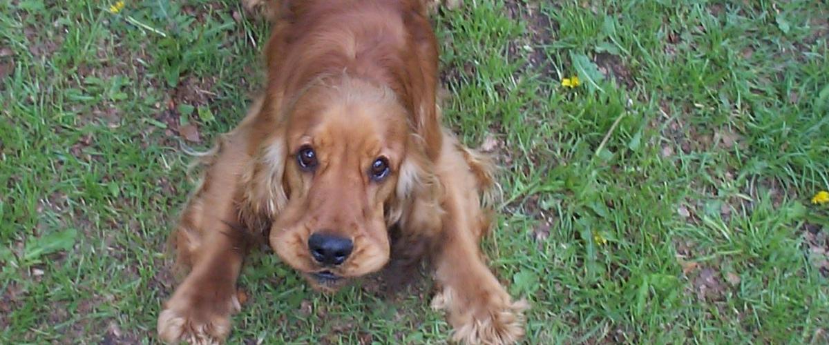 Cocker spaniel Charlie - 2004 - Charlie er født d. 16. april ...