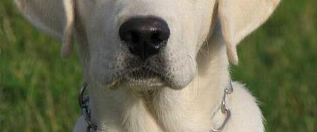 Labrador retriever Max - 2005 - Meget smuk gul labrador med e...