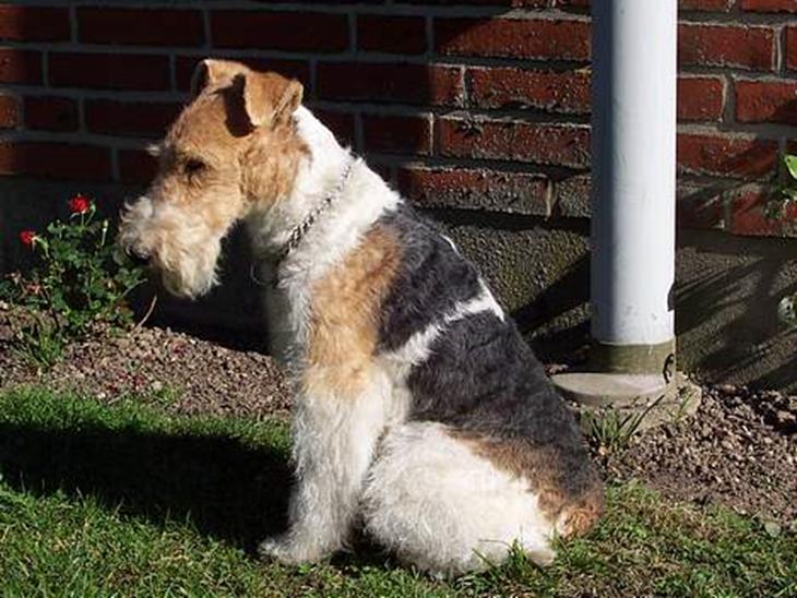 Ruhåret foxterrier Røddik Dirty Dancer/Sille - 2003 - Sille er en ...