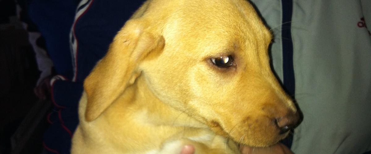 Blanding af racer Mika (Labrador/DSG) - 2012 - Han er lysbrun med hvide ...