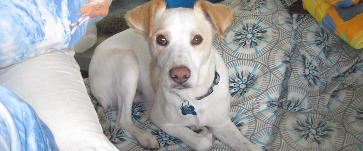 Greyhound blanding Laban The Champion - 2011 - Laban er for det meste ...