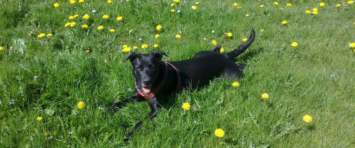 Blanding af racer Labrador/Samojede; Gia - 2011 - Gia er født den 24/01 ...