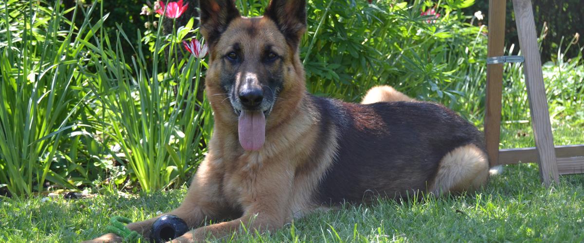 Schæferhund Quality - 2005 - † 8/12-2015 Hun er bare ...