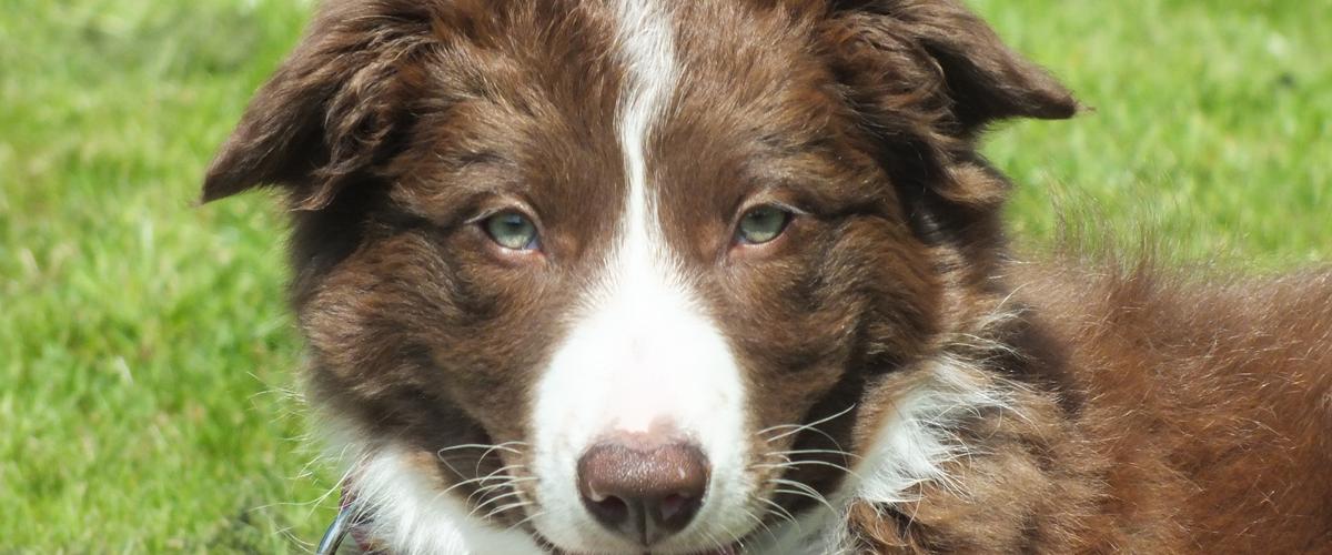 Border collie Quince Tree Ashlyn - 2012 - Ashlyn er en sej lille pige,